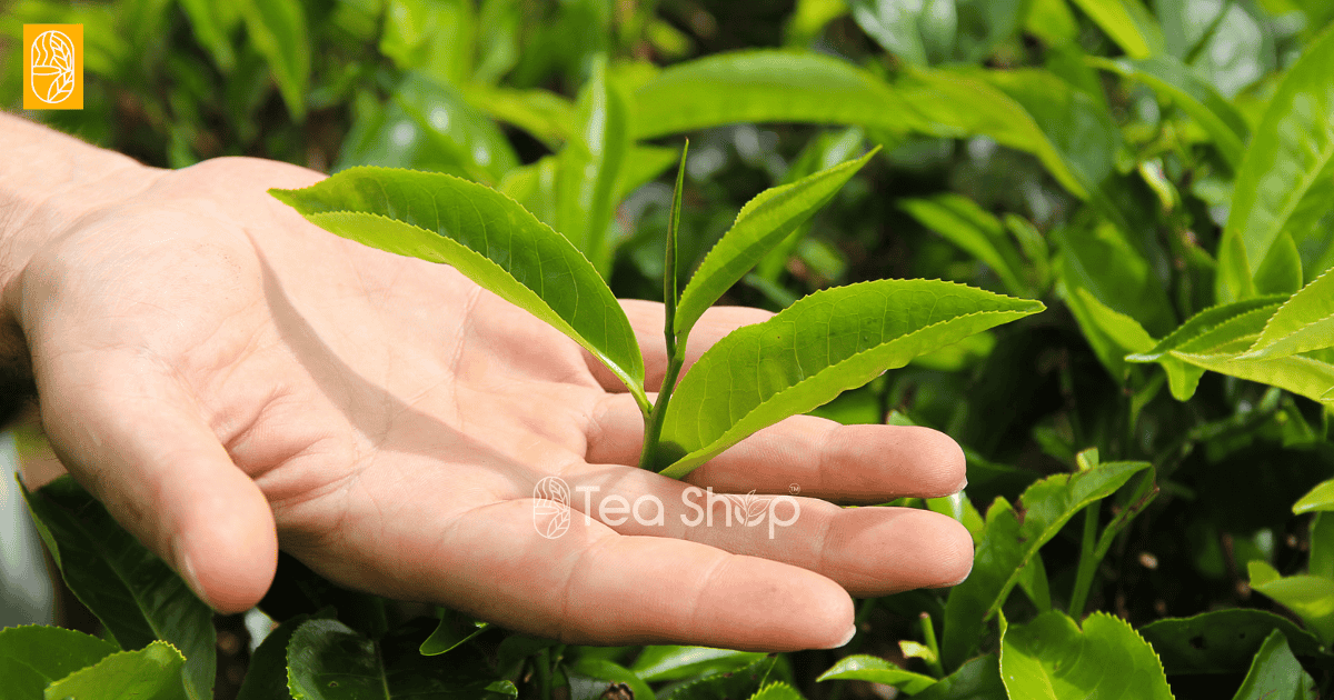 Number1 Best Clone Tea And Online Price