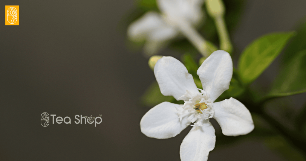 Jasmine Tea Price In Bangladesh - Tea Shop BD