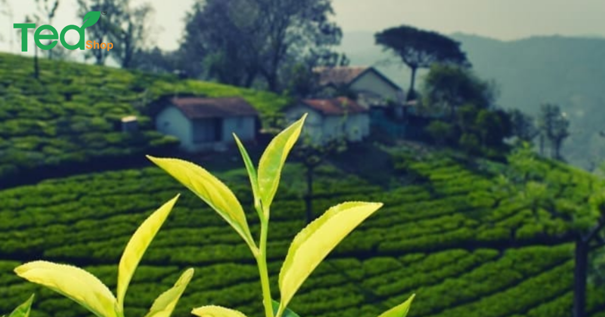 Orthodox Tea: Its Best Benefits And How It Is Made & Types